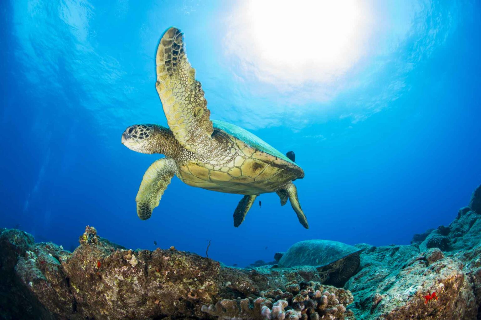 Best Scuba Diving in Hawaii: 7 Sites You Can't Miss + Tips - Roaming ...