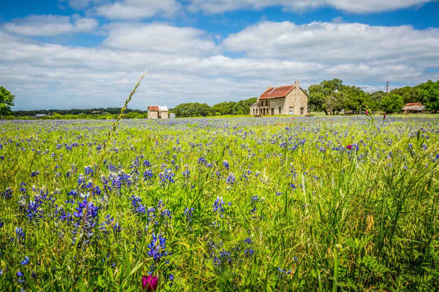 12 Best Places to See Bluebonnets in Texas - Roaming the USA